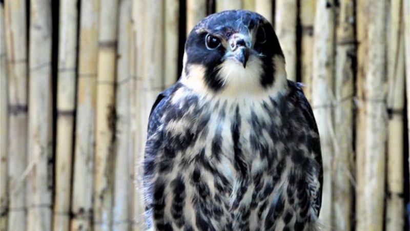 Spretniji i od laste u letu - soko lastavičar - SRDA